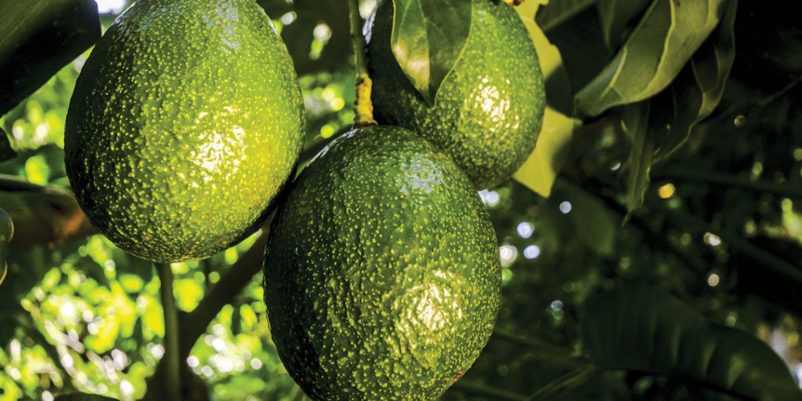 Florida’s Unique Avocado Varieties: A Tropical Treasure – Florida Choice